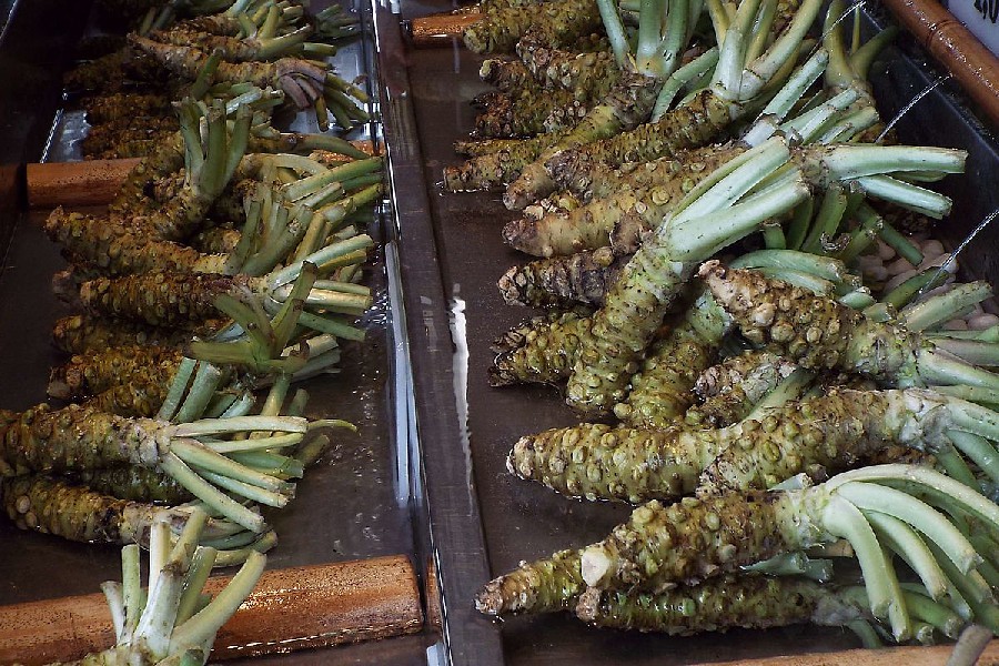 Wasabi – japońska brukselka i tarka z rekina